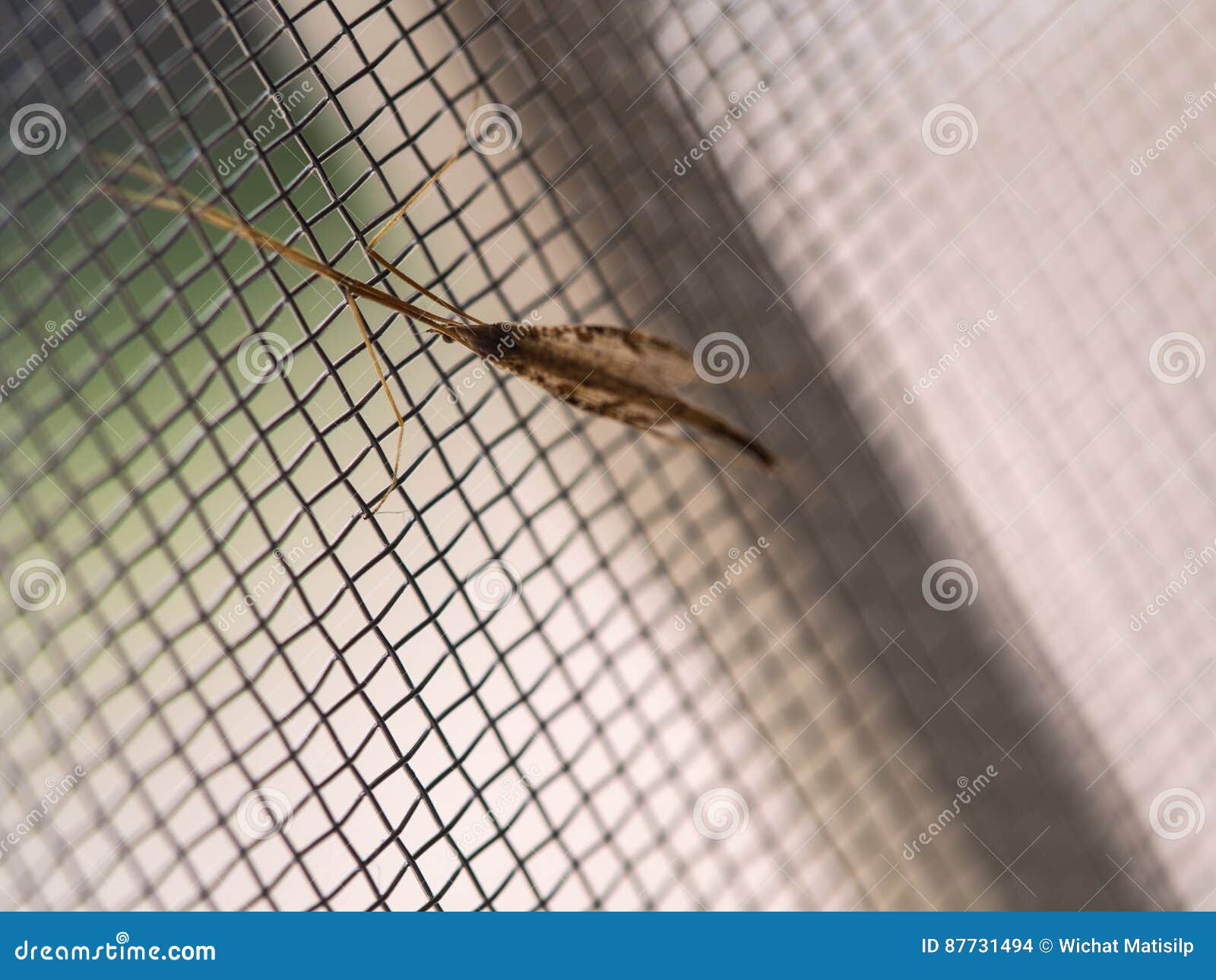 Insect Long Legs On Mosquito Wire Screen Stock Photo | CartoonDealer ...