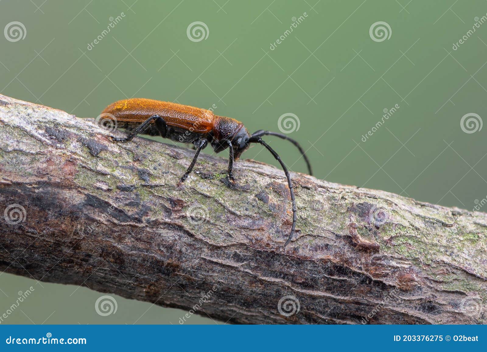 Longhorn Beetle - Anaesthetis Testacea Stock Image - Image of ground ...