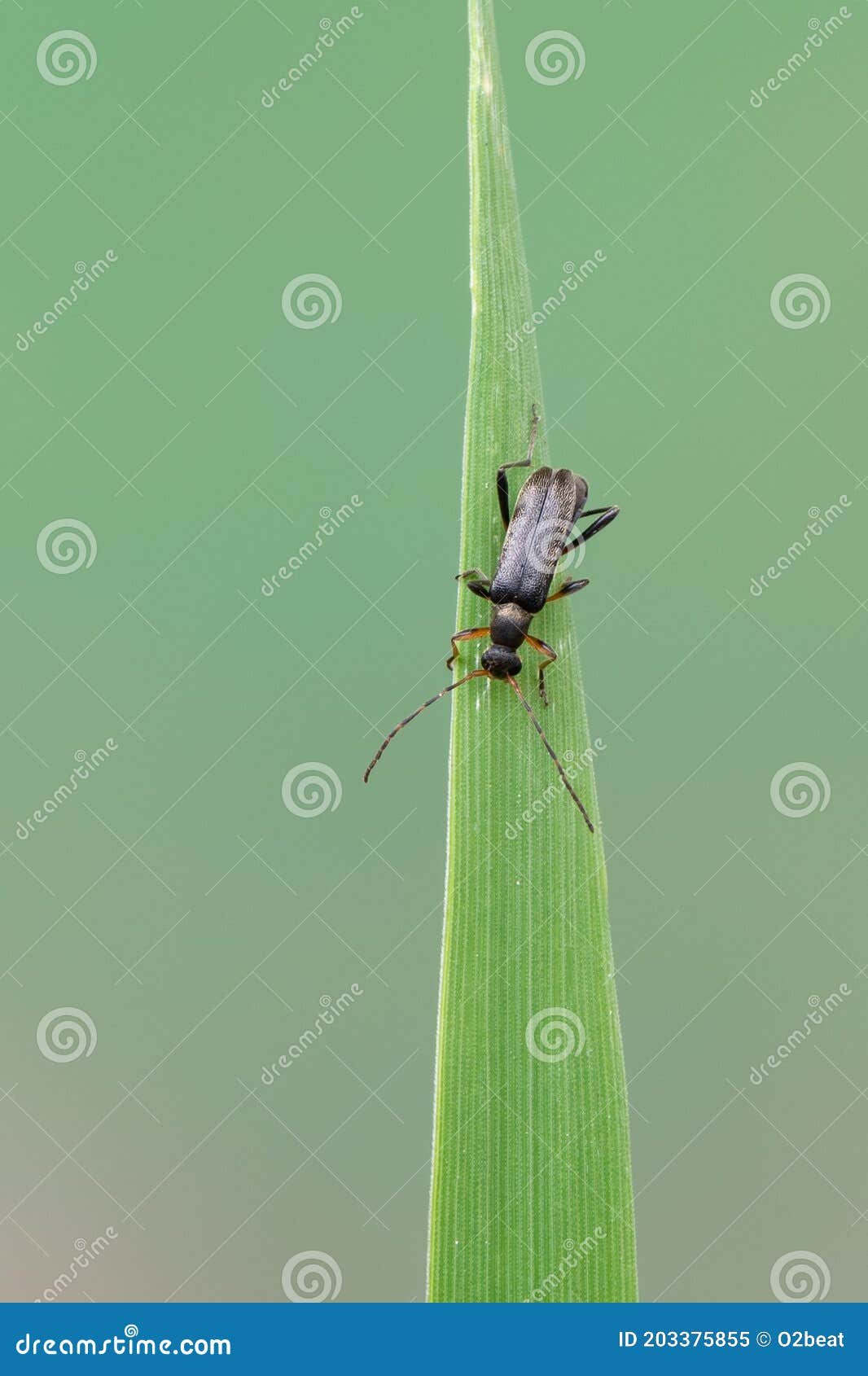 Insect - longhorn beetle stock image. Image of longhorned - 203375855