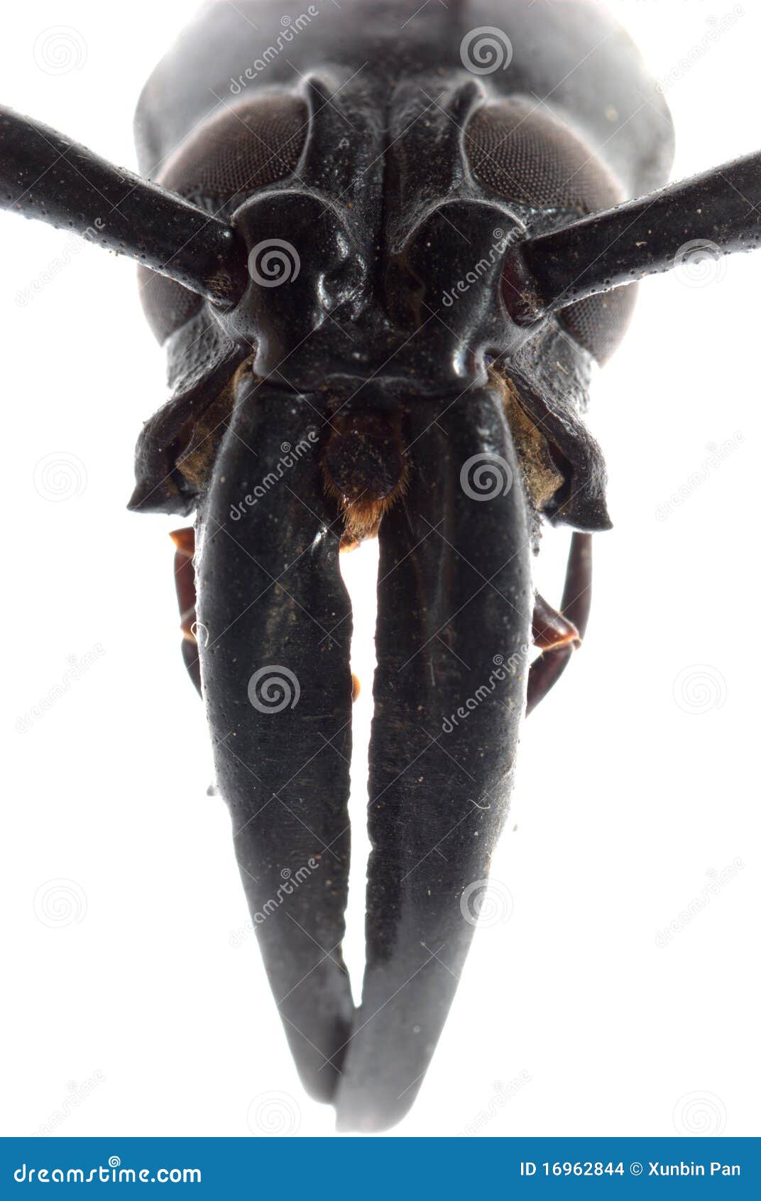 Insect Longhorn Beetle Head Macro Stock Photo - Image of antenna ...
