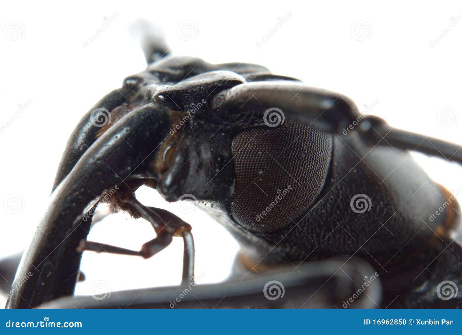Insect Longhorn Beetle Head Macro Stock Photo - Image of arthropod ...