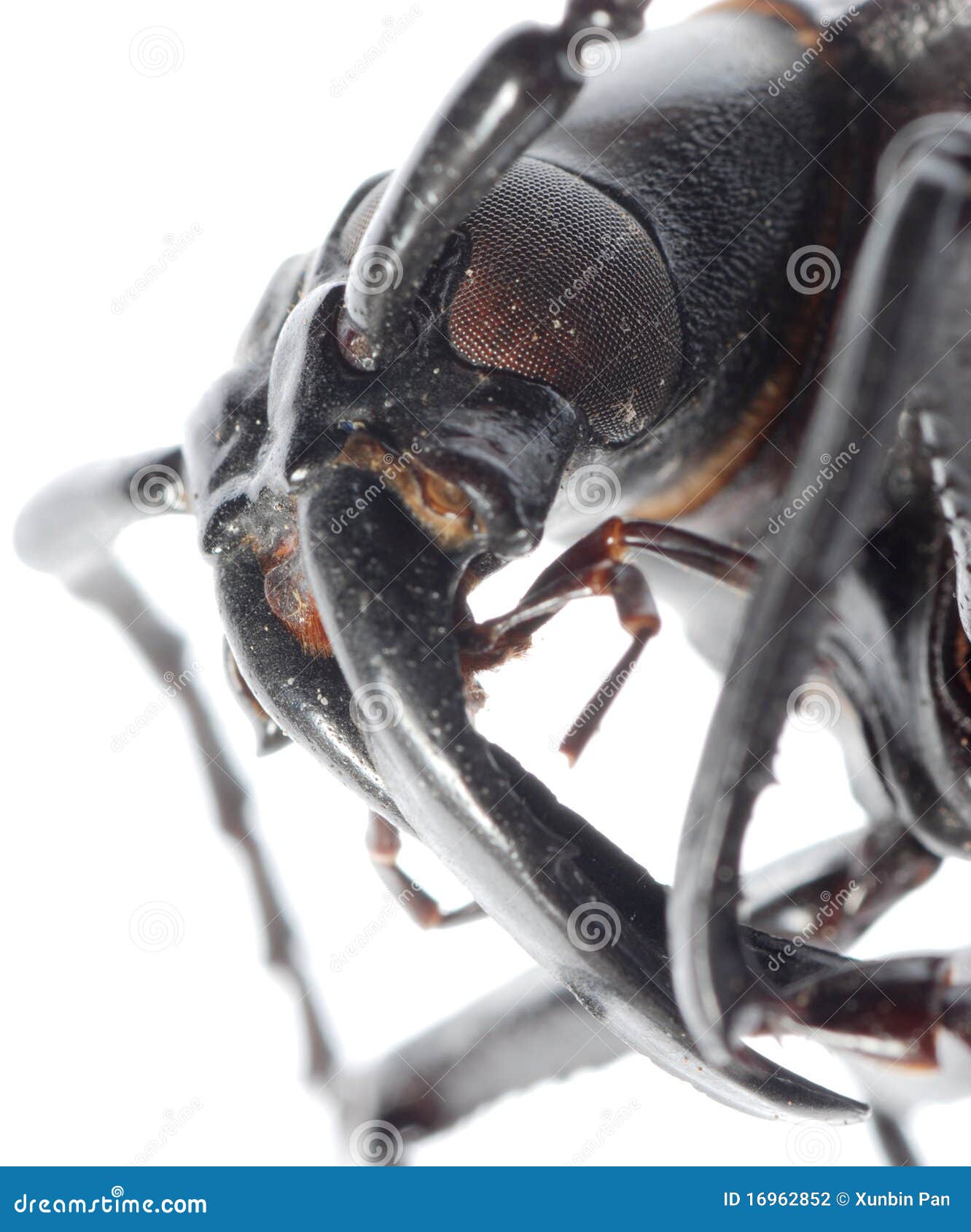 Longhorn Beetle Stock Photography | CartoonDealer.com #29084348