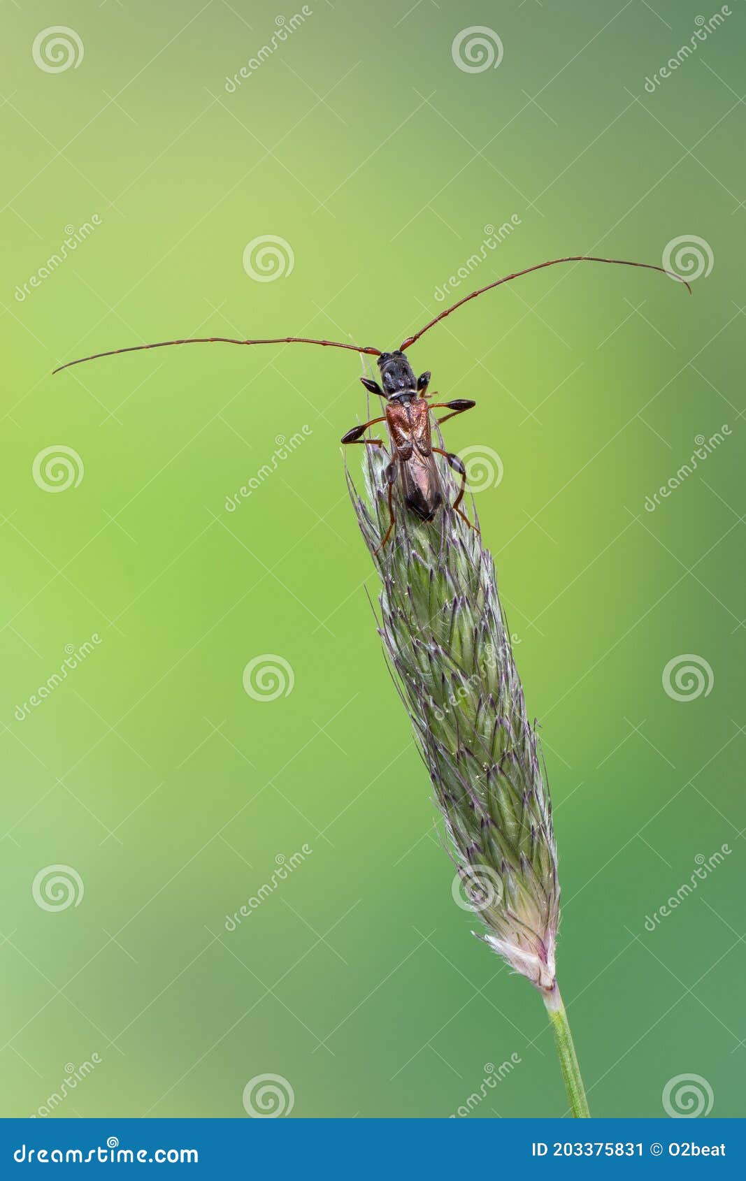 Insect - longhorn beetle stock image. Image of molorchus - 203375831