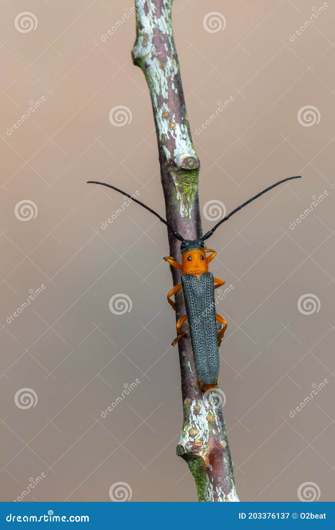 Longhorn Beetle - Oberea Oculata Stock Image - Image of antennae ...