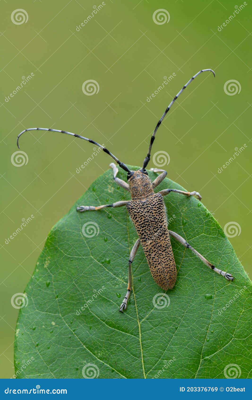 Longhorn Beetle - Saperda Carcharias Stock Image - Image of biology ...