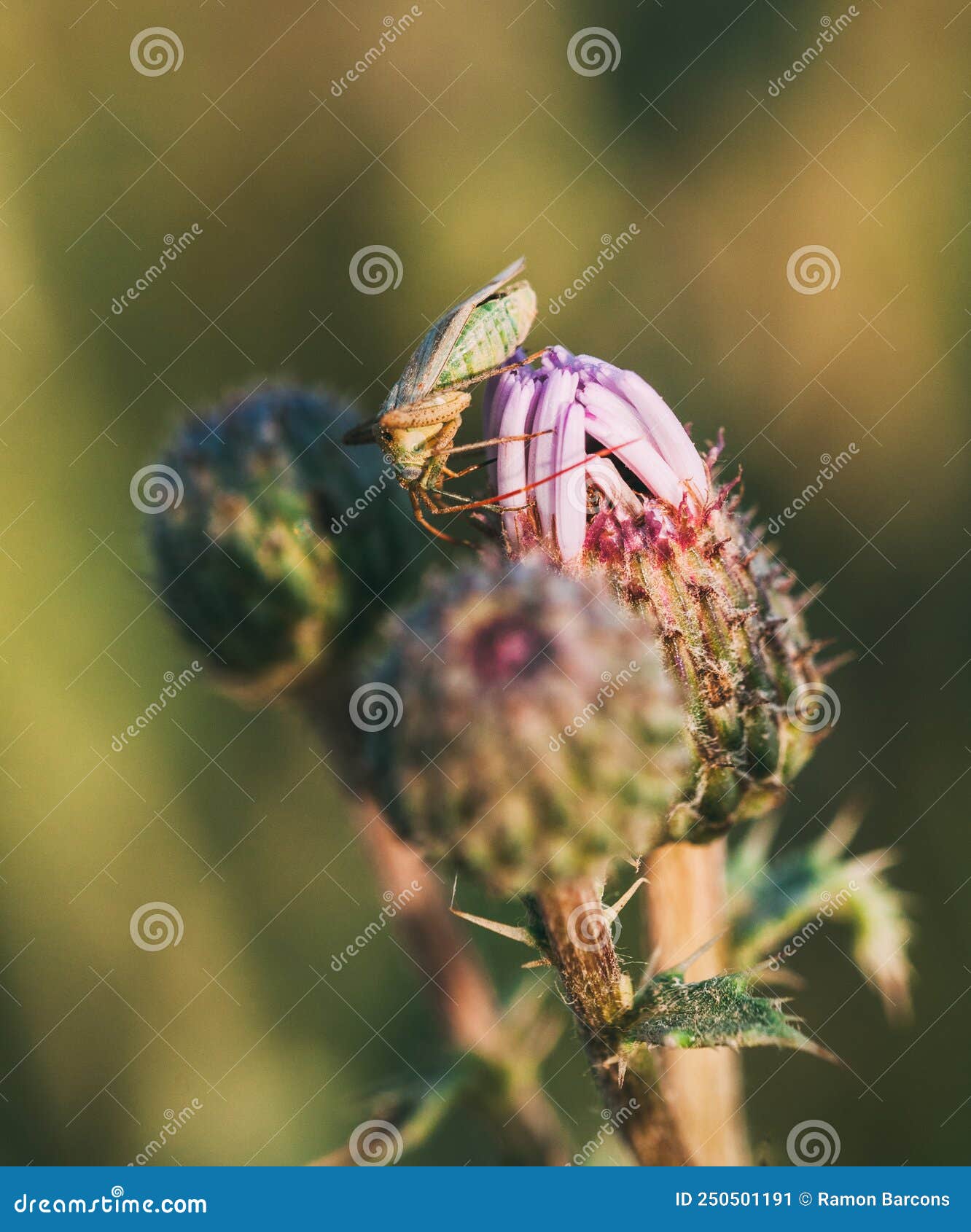 Insect Looking at a Flower in the Garden Stock Image - Image of night ...