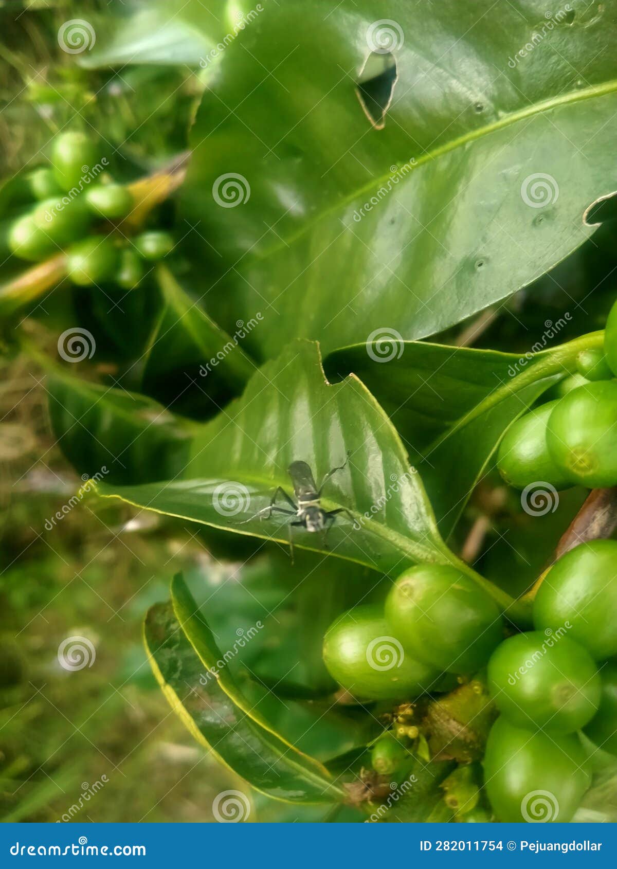 An Insect that is Looking for Food on Coffee Stems Stock Photo - Image ...