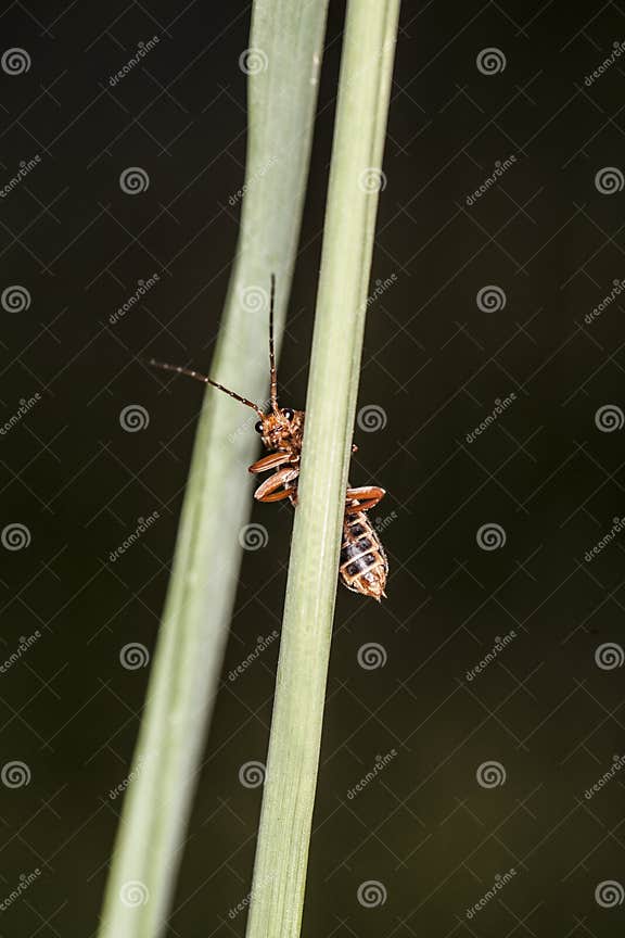 Insect Looks from Behind the Grass Stock Photo - Image of plant, looks ...