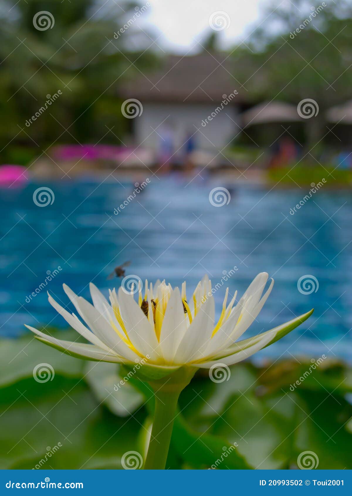 Insect in the lotus stock photo. Image of asian, pond - 20993502