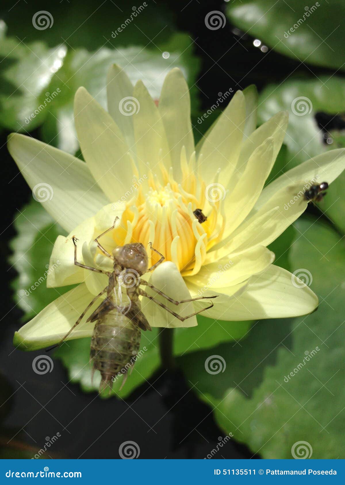 Insect on lotus stock image. Image of flower, lotus, insect - 51135511