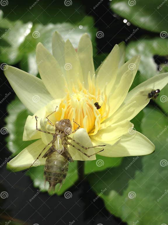 Insect on lotus stock image. Image of flower, lotus, insect - 51135511