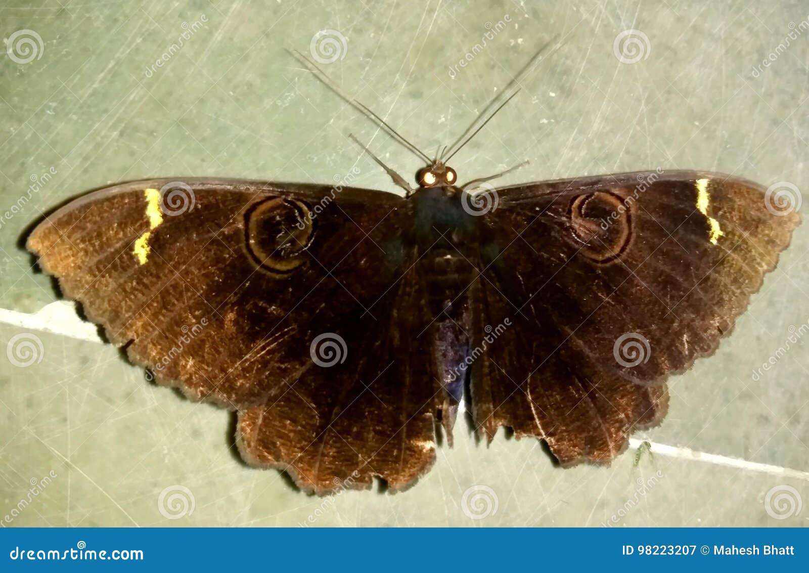 Insect love stock image. Image of insect, love, amazing - 98223207