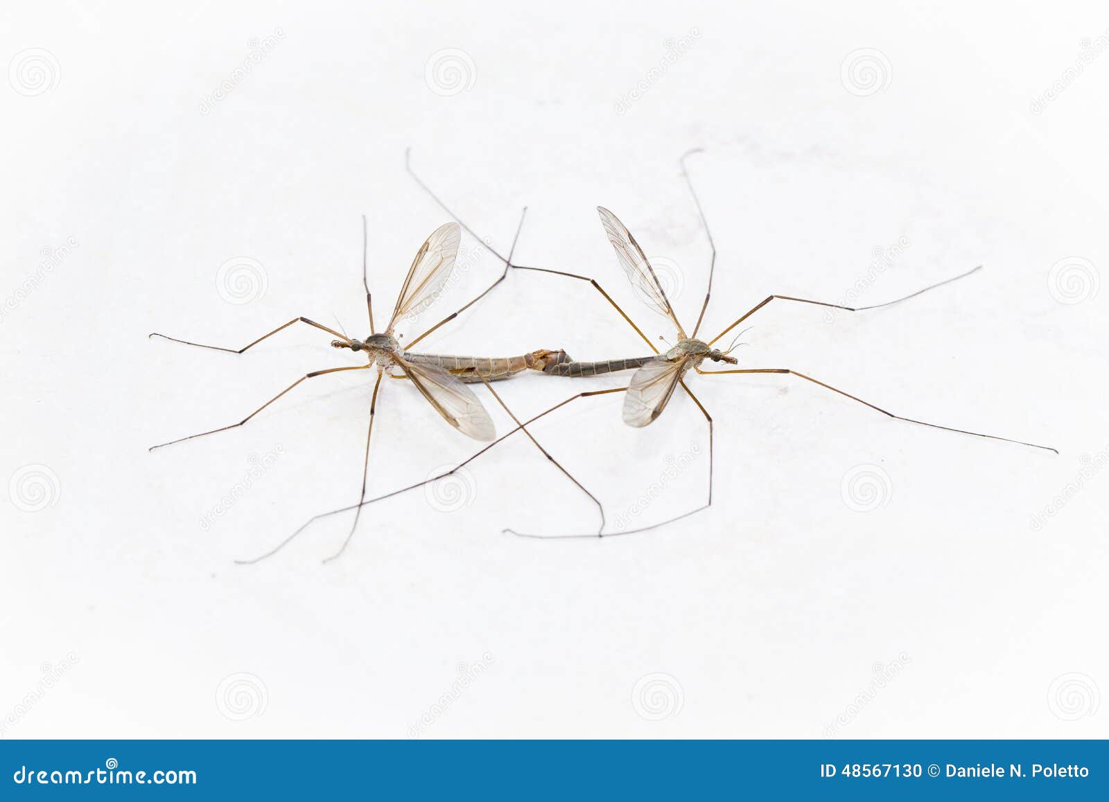 Insect love stock photo. Image of fare, nature, amore - 48567130