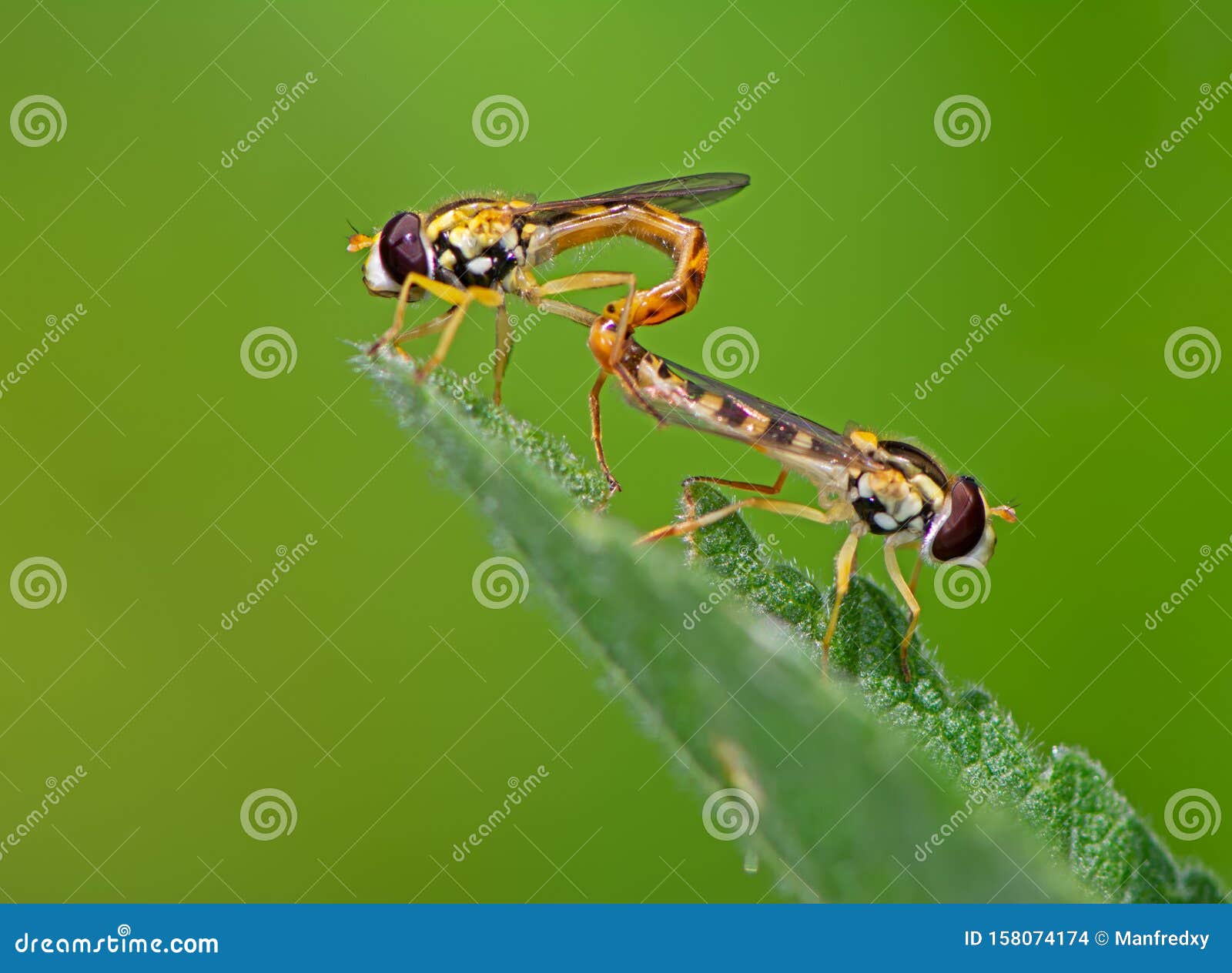 Hoverfly Couple Mating on a Green Leaf Stock Photo - Image of hover ...