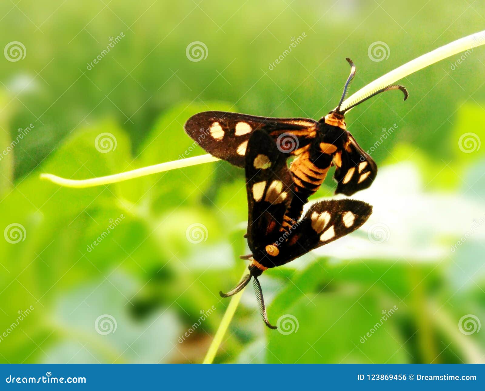 Insect Love stock photo. Image of nature, insects, yellowinsects ...
