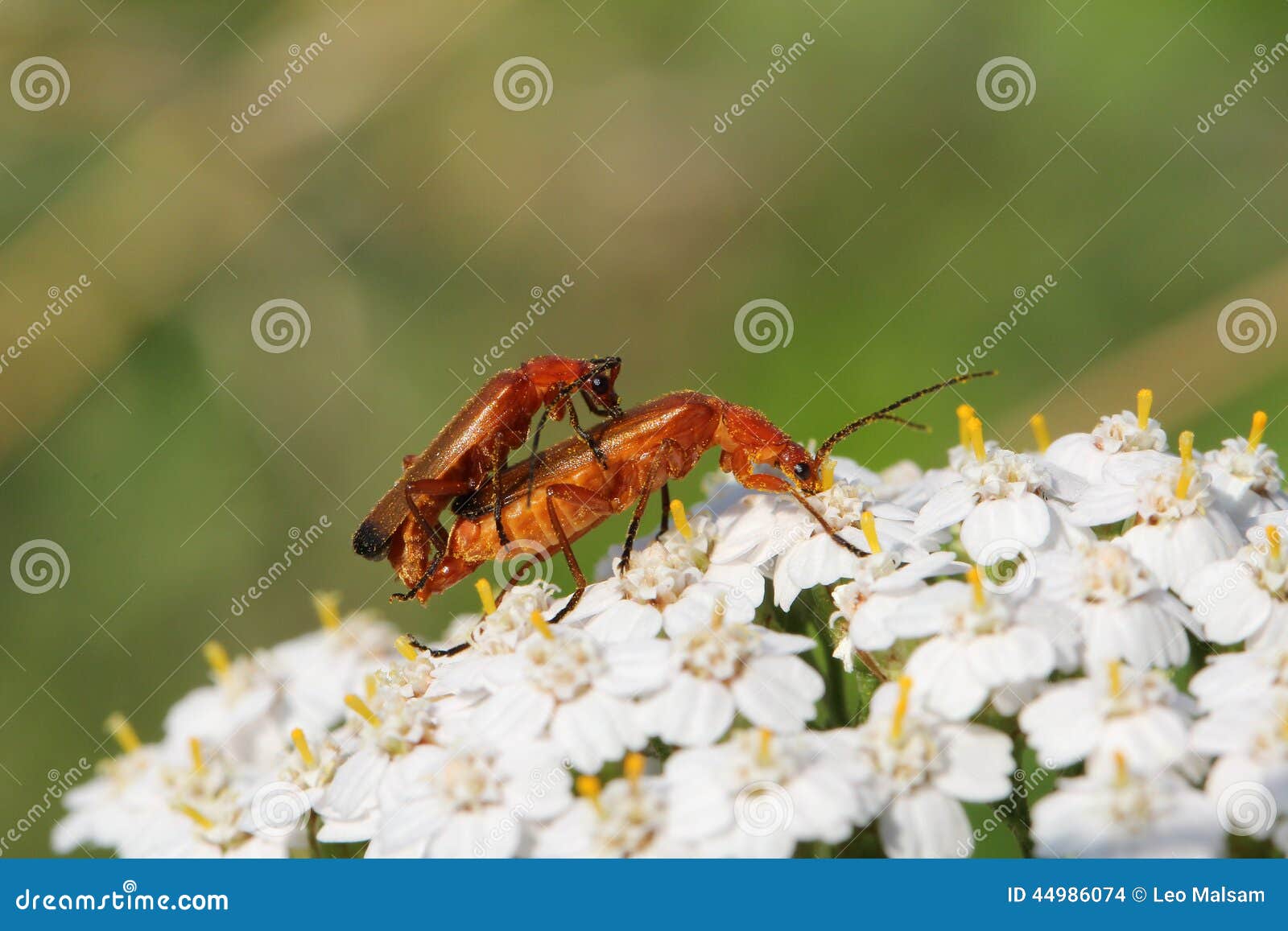 Insect Love stock photo. Image of flowers, study, closeup - 44986074