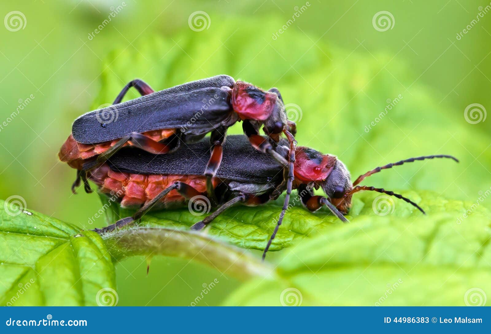 Insect Love stock image. Image of science, curious, nature - 44986383