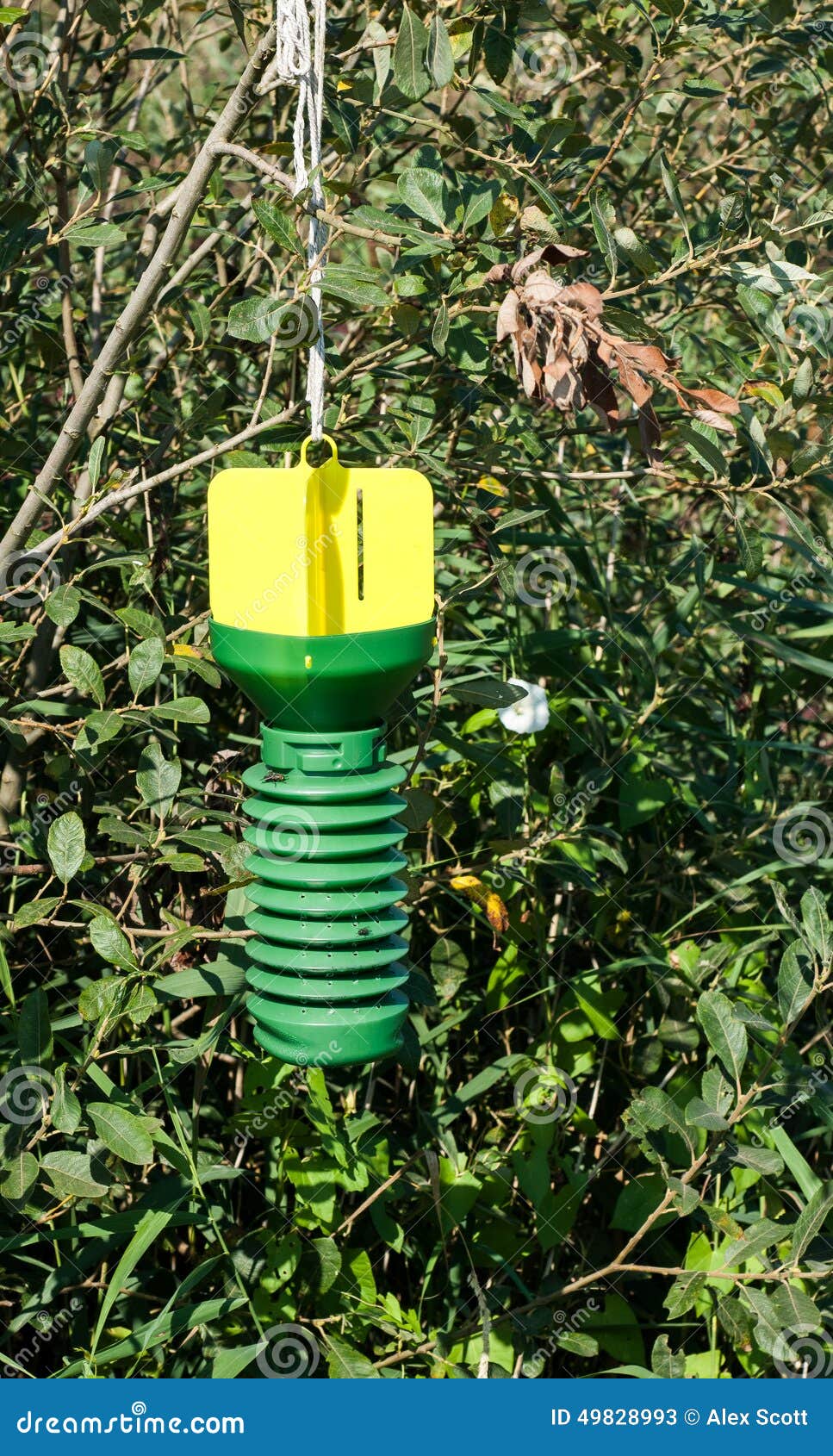 Insect lure stock image. Image of analysis, data, conservation - 49828993