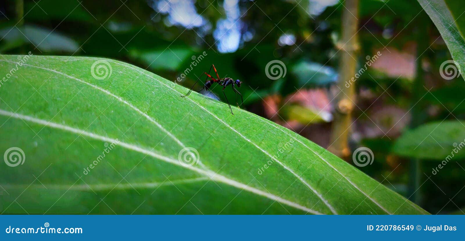 Insect Lying on a Leave Macro Photography Stock Image - Image of nature ...