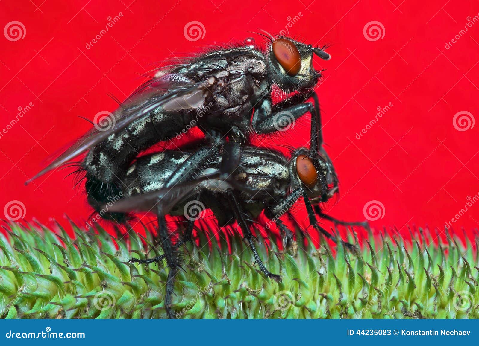Insect Macro Flies Making Love Side View Stock Image - Image of green ...