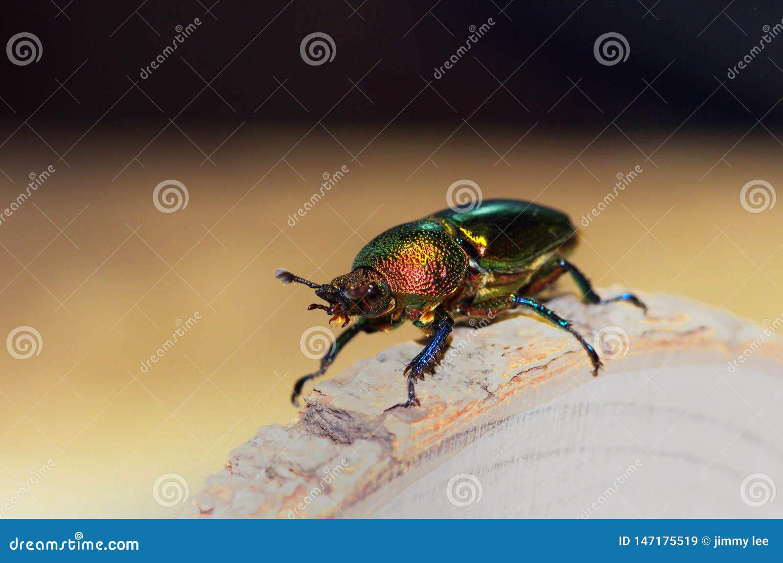 Insect stock image. Image of carapace, nature, green - 147175519