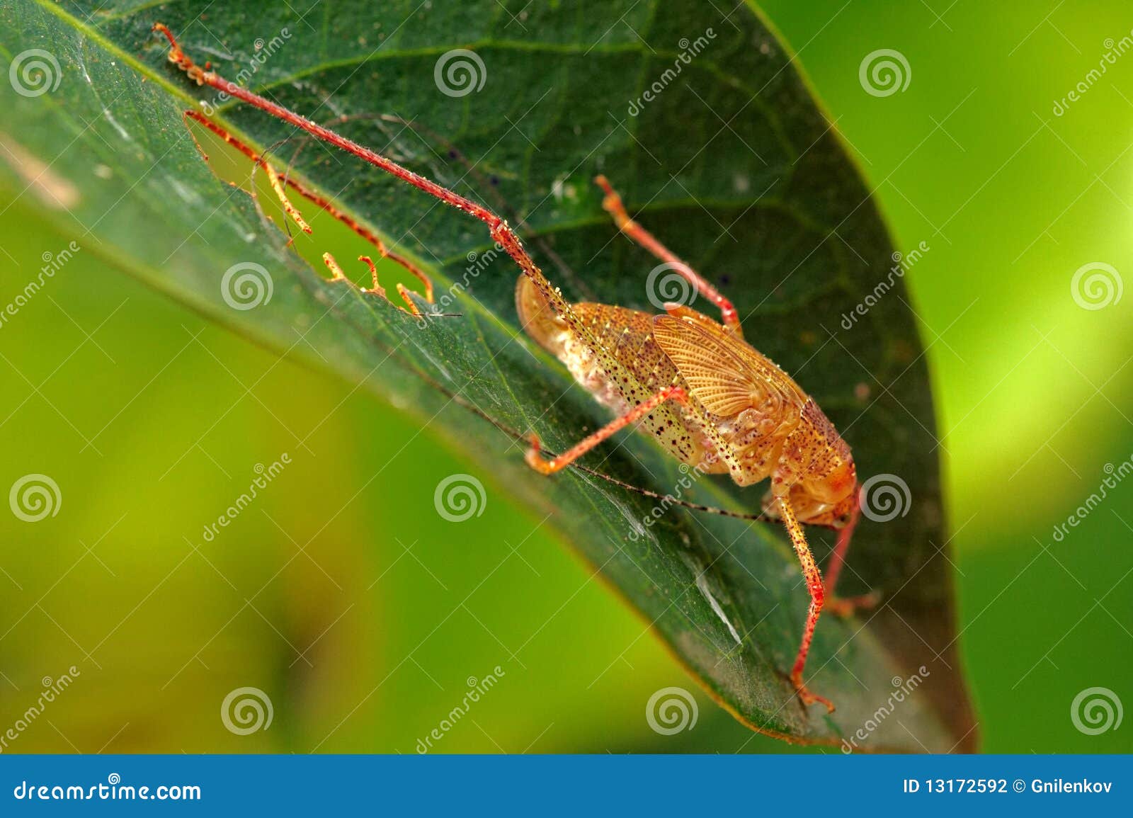 Insect macro, Laos stock photo. Image of macro, animal - 13172592