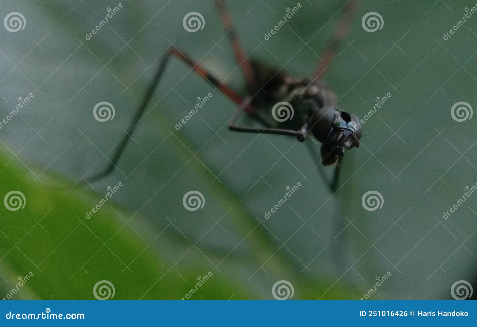 Insect Macro is Like Screaming Stock Photo - Image of leaf, pest: 251016426