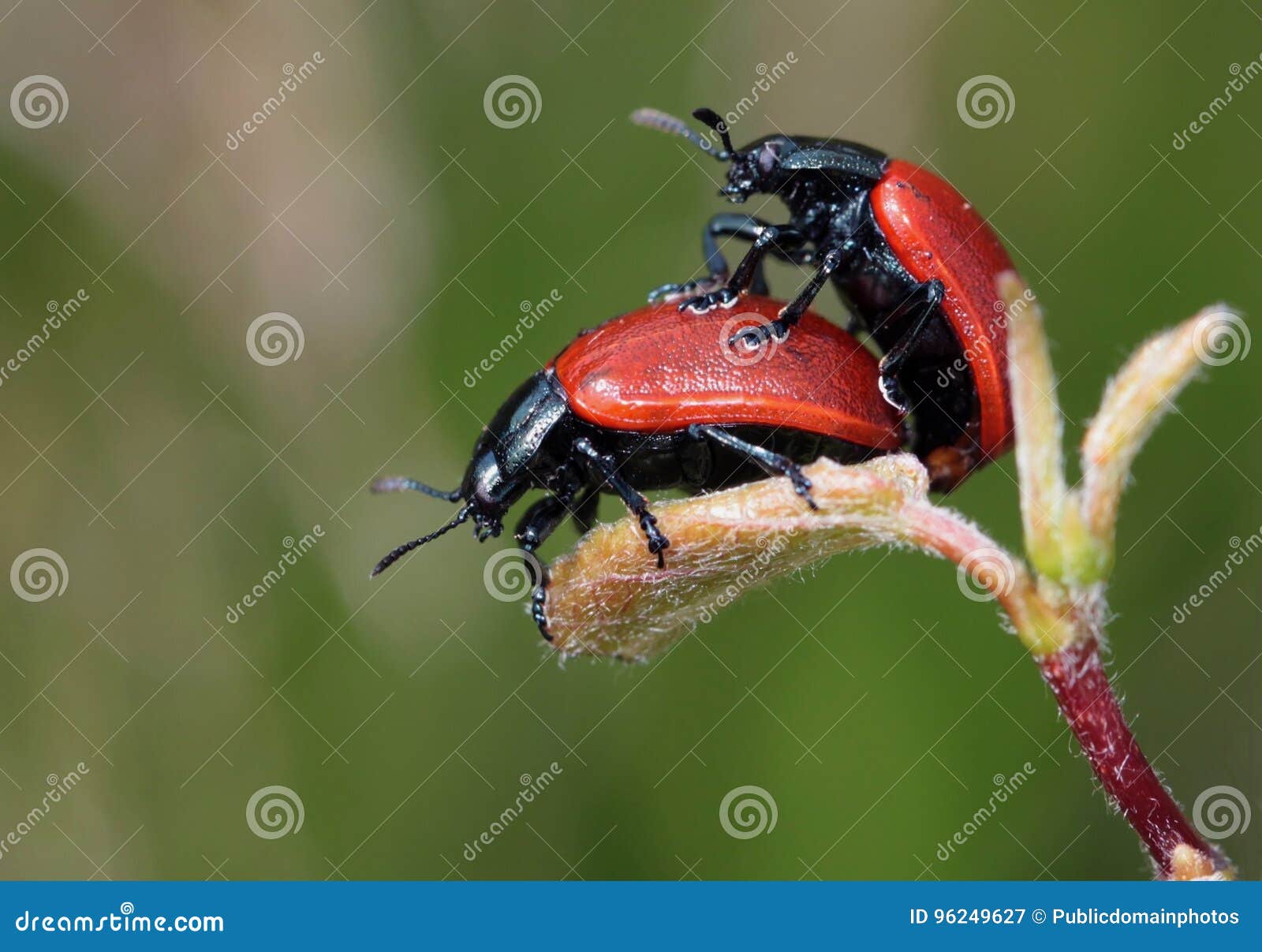 Insect, Macro Photography, Beetle, Invertebrate Picture. Image: 96249627