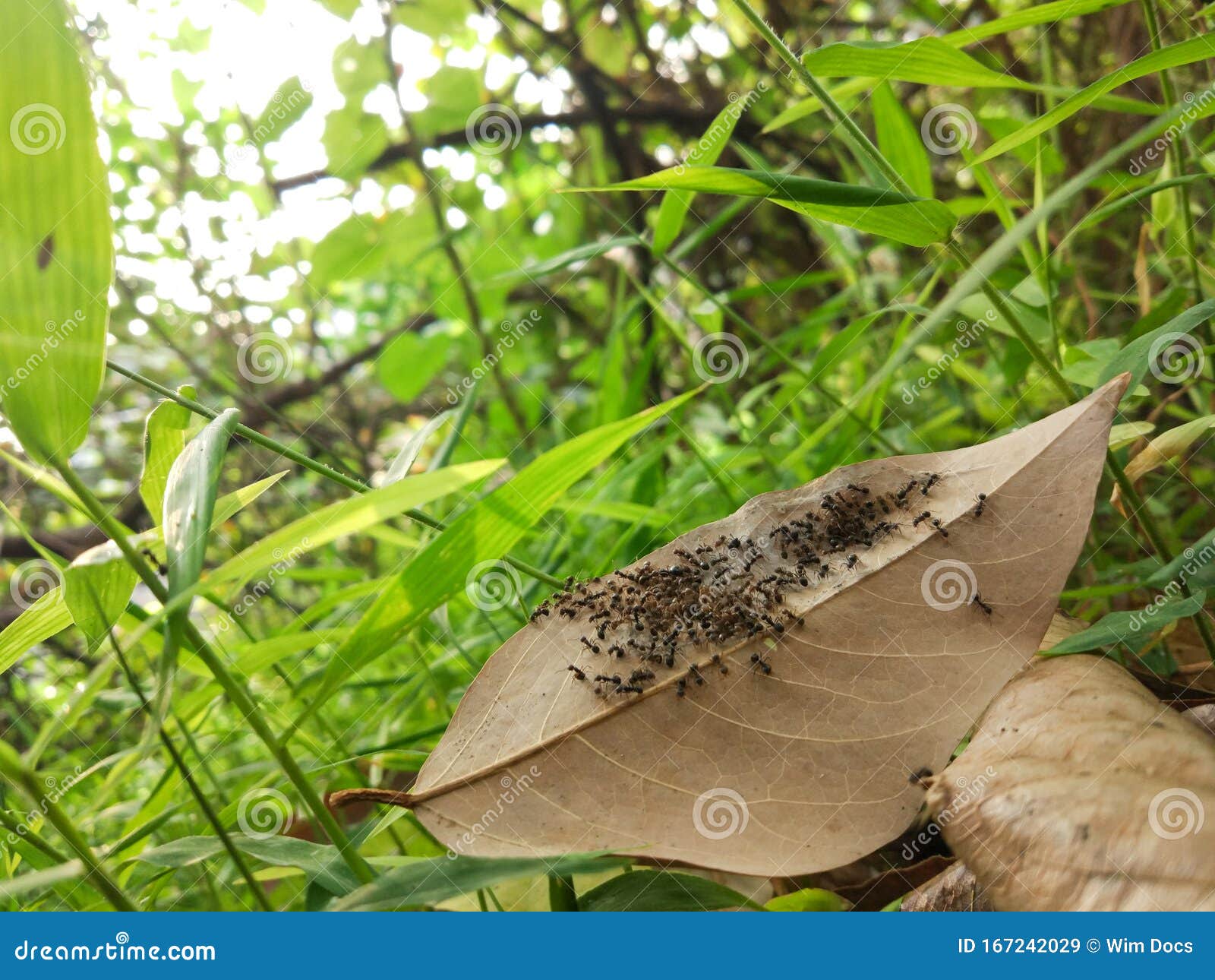 Insect and grass stock image. Image of landscape, leaf - 167242029