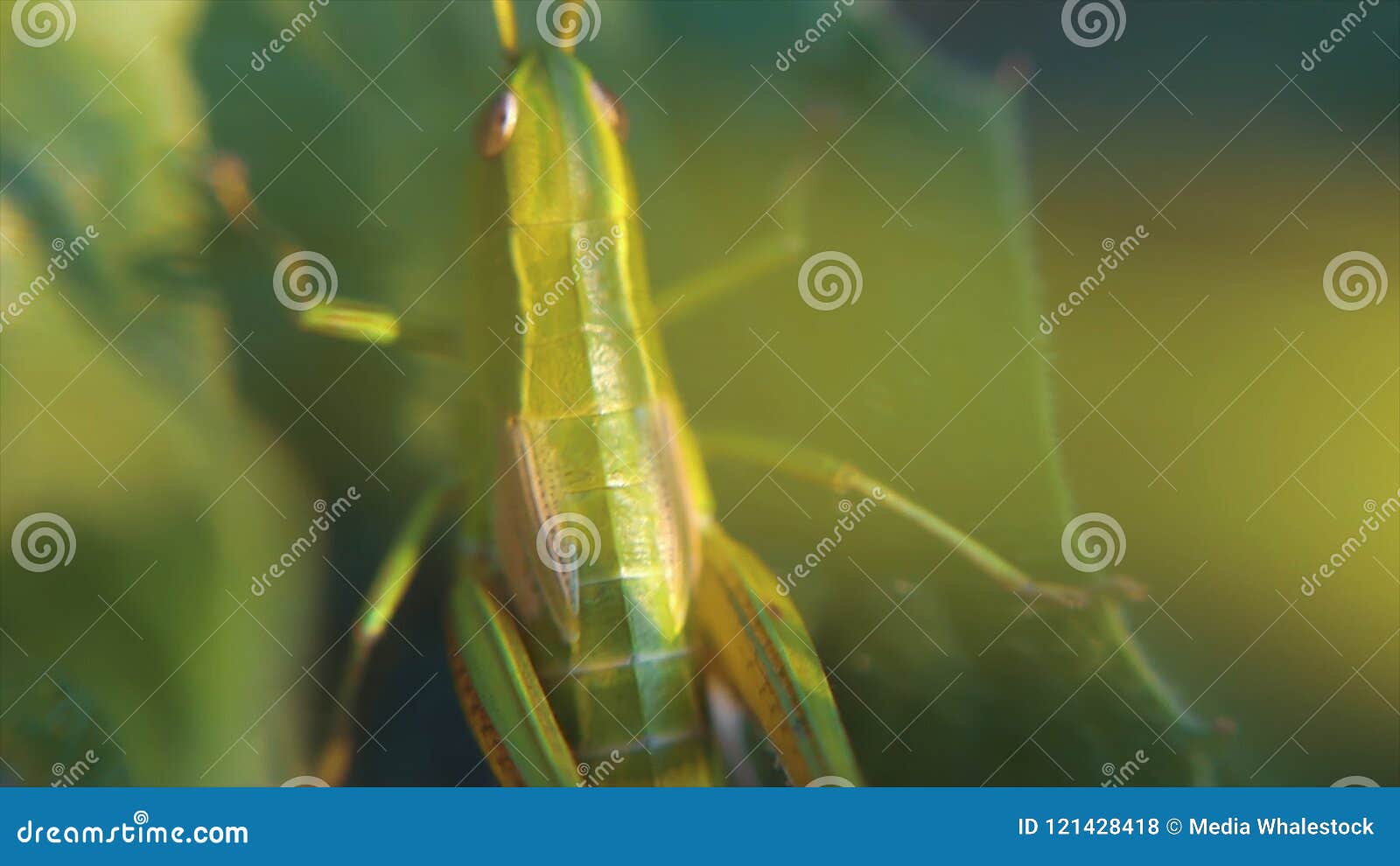Insect Macro Play of Light and Shadow on Grasshopper Back. Insect Macro ...