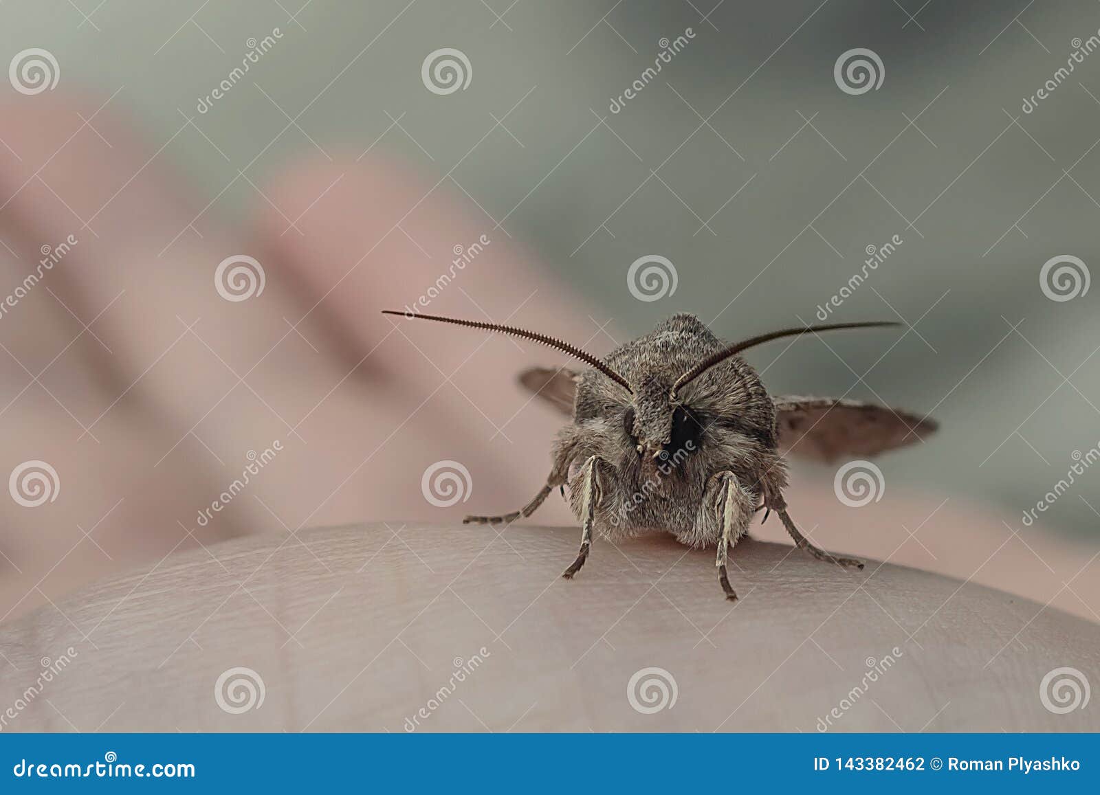 Insect Macro Shooting. Big Size Stock Photo - Image of disguise, great ...