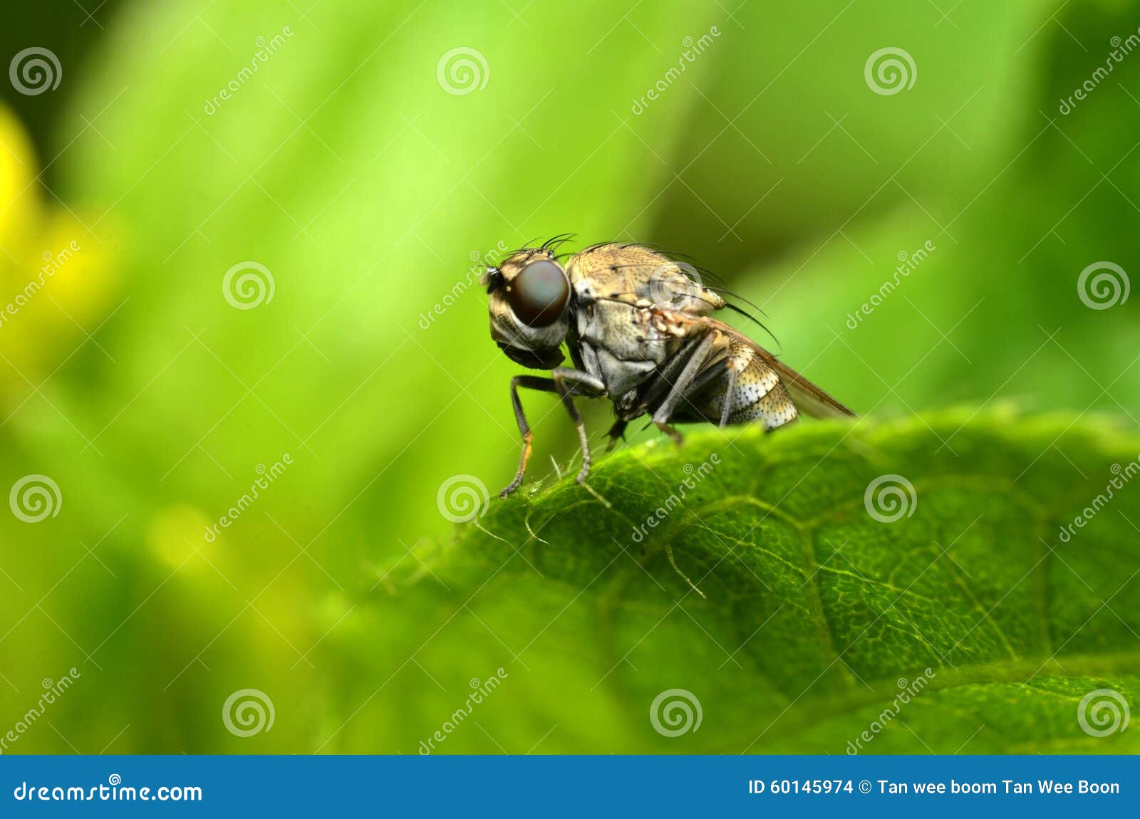 Insect in malaysia stock photo. Image of confused, beetle - 60145974