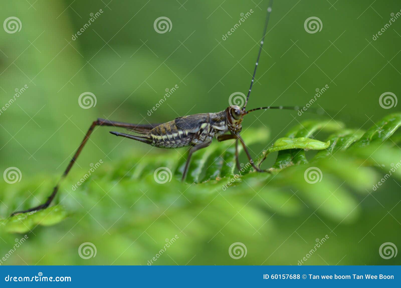 Insect in malaysia stock photo. Image of mosquito, insect - 60157688
