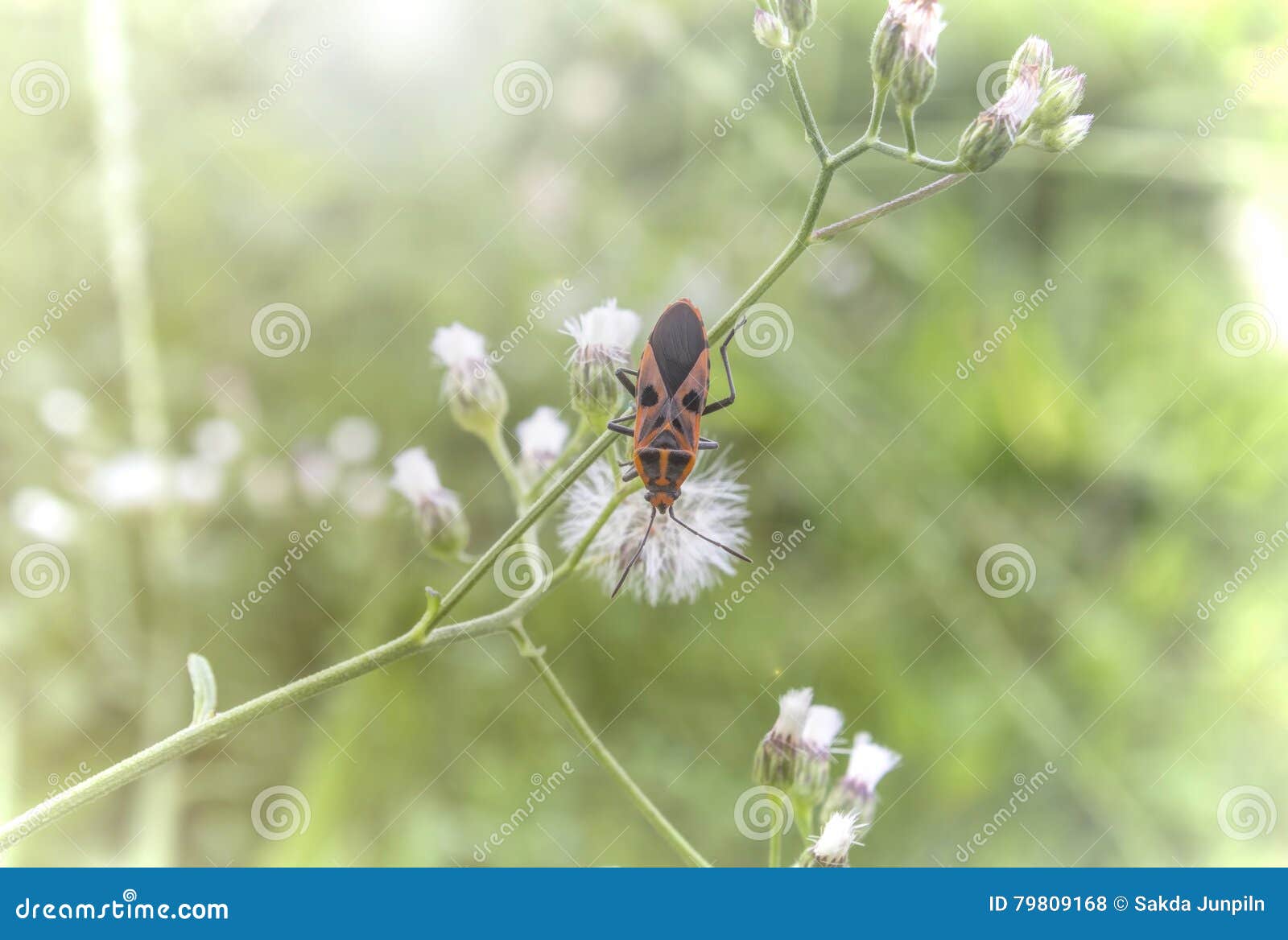 Insect Man-faced bug stock photo. Image of fashion, education - 79809168