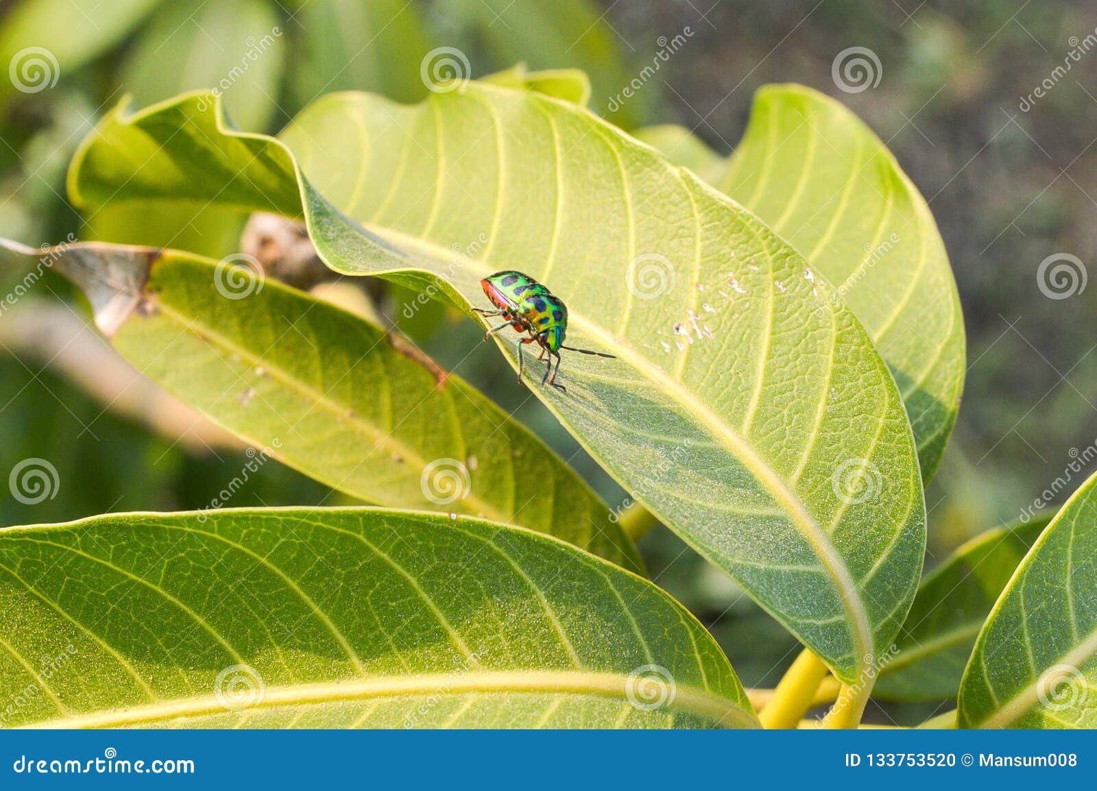 Insect on mango leaves stock photo. Image of nature - 133753520