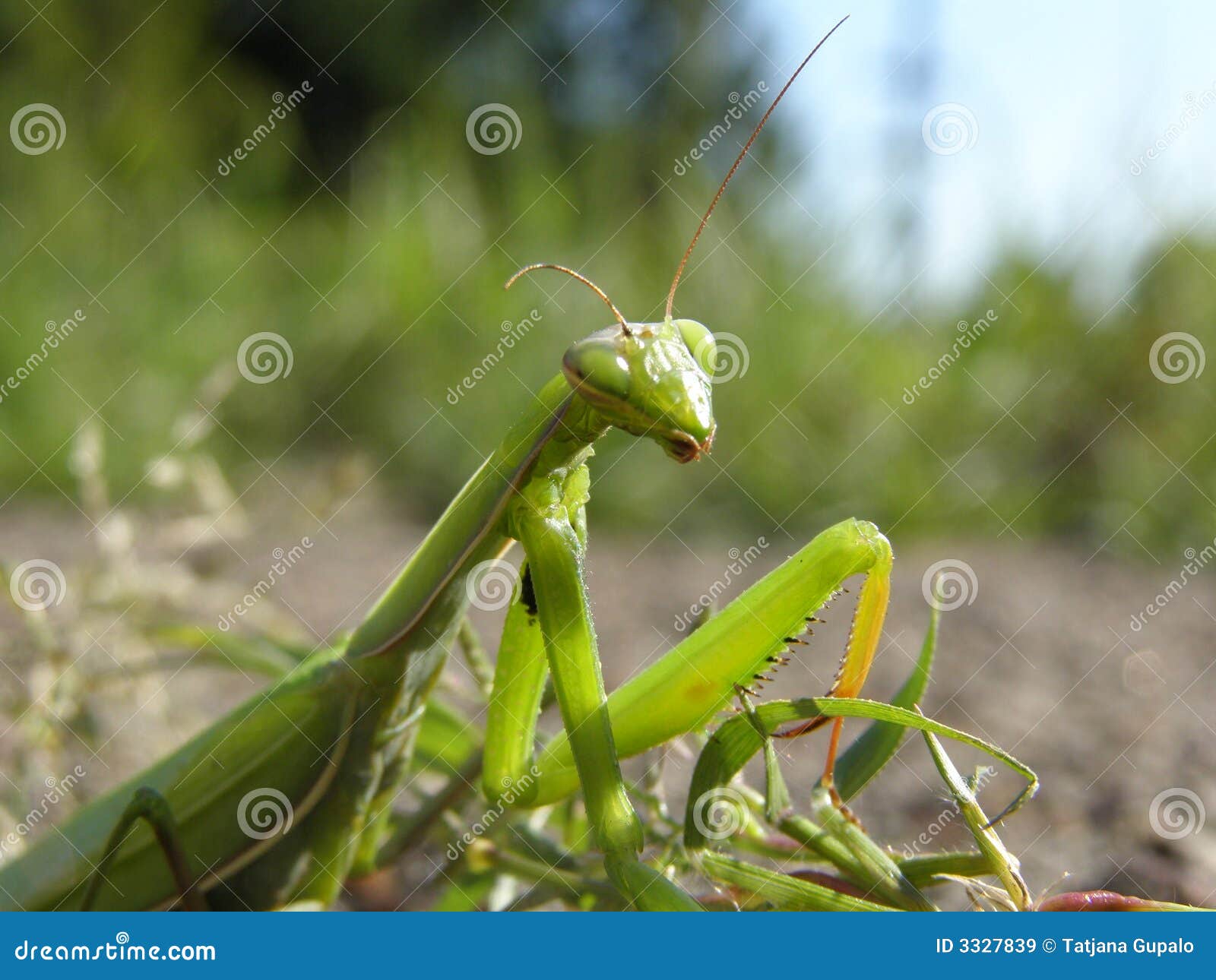 An insect is a mantes stock image. Image of predatory - 3327839