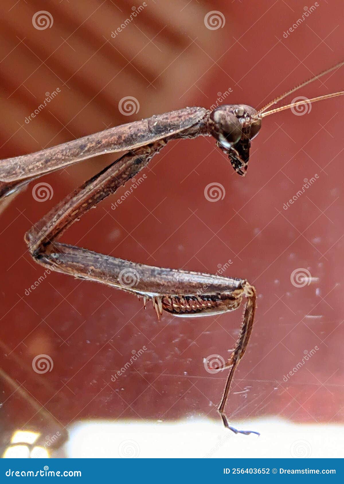 Insect Mantis Animals Nature Creature Stock Photo - Image of insect ...