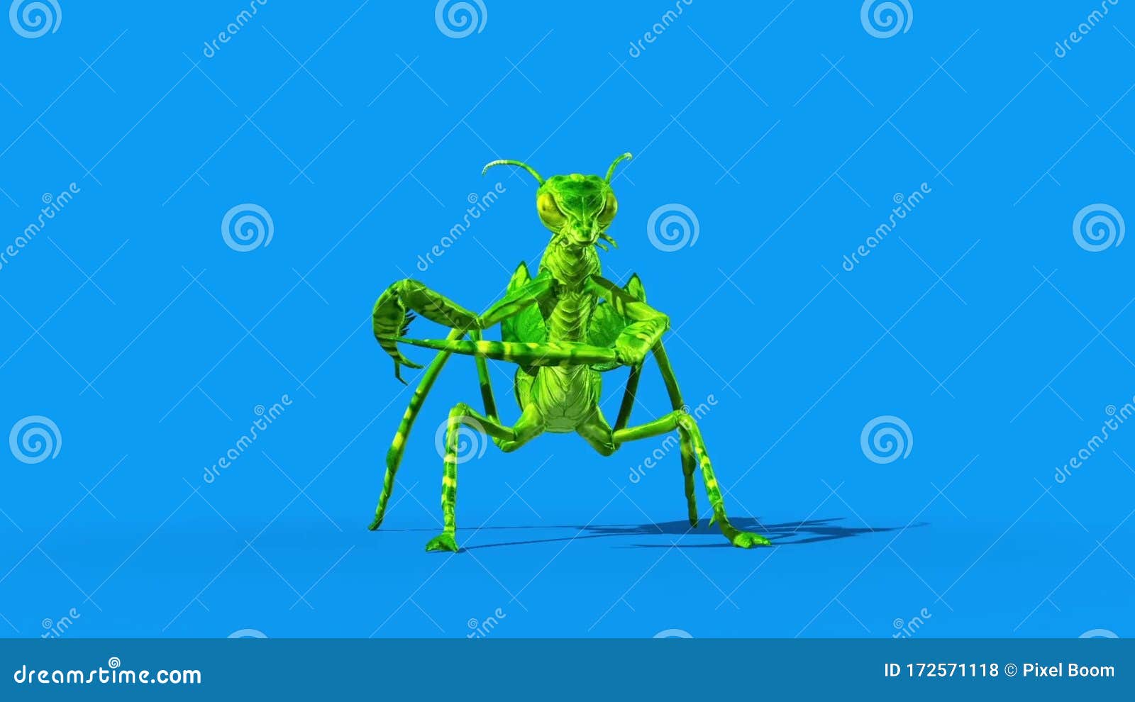 Insect Mantis Attacks Front Blue Screen Loop 3D Rendering Animation ...