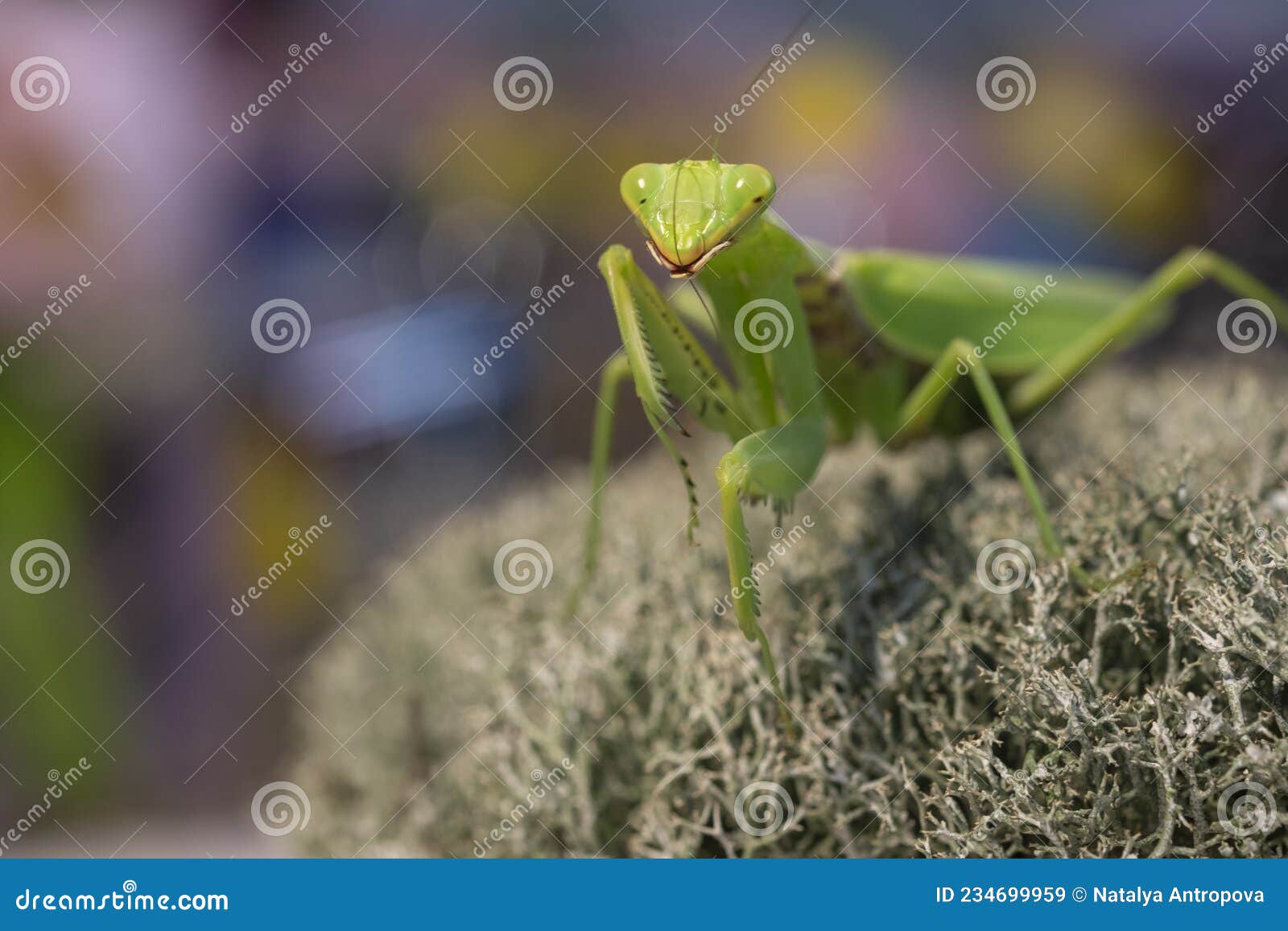 Insect Mantis on Natural Moss , Soft Focus Stock Image - Image of ...