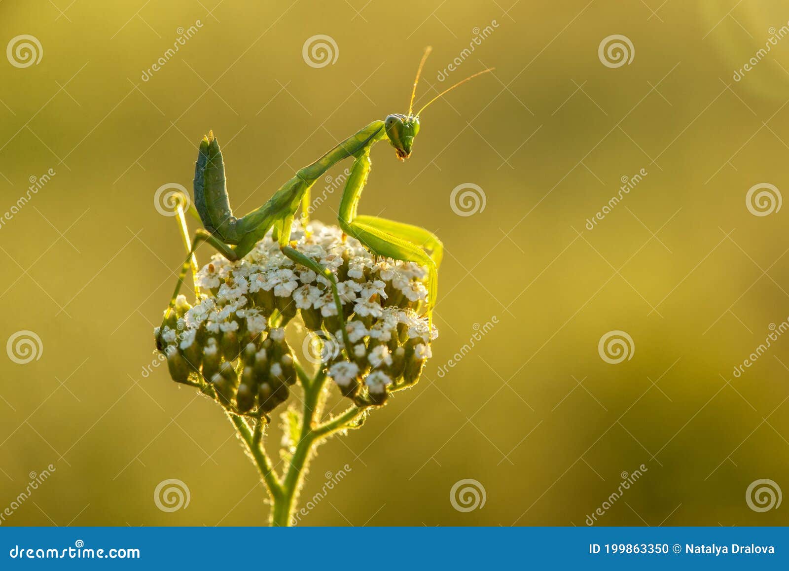 Insect Mantis Religiosa Sits on Plant Stock Photo - Image of mantis ...