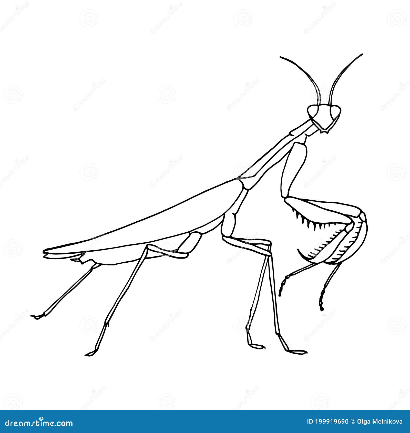 Insect Mantis is a Simple Vector-based Illustration Stock Illustration ...