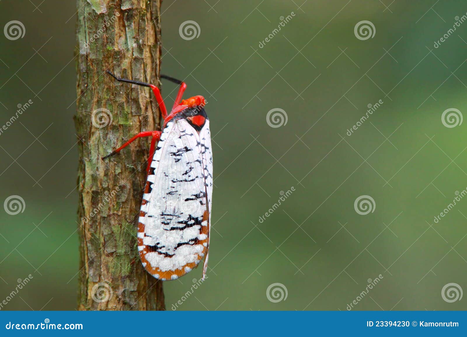 Insect mass in Asia stock photo. Image of white, black - 23394230