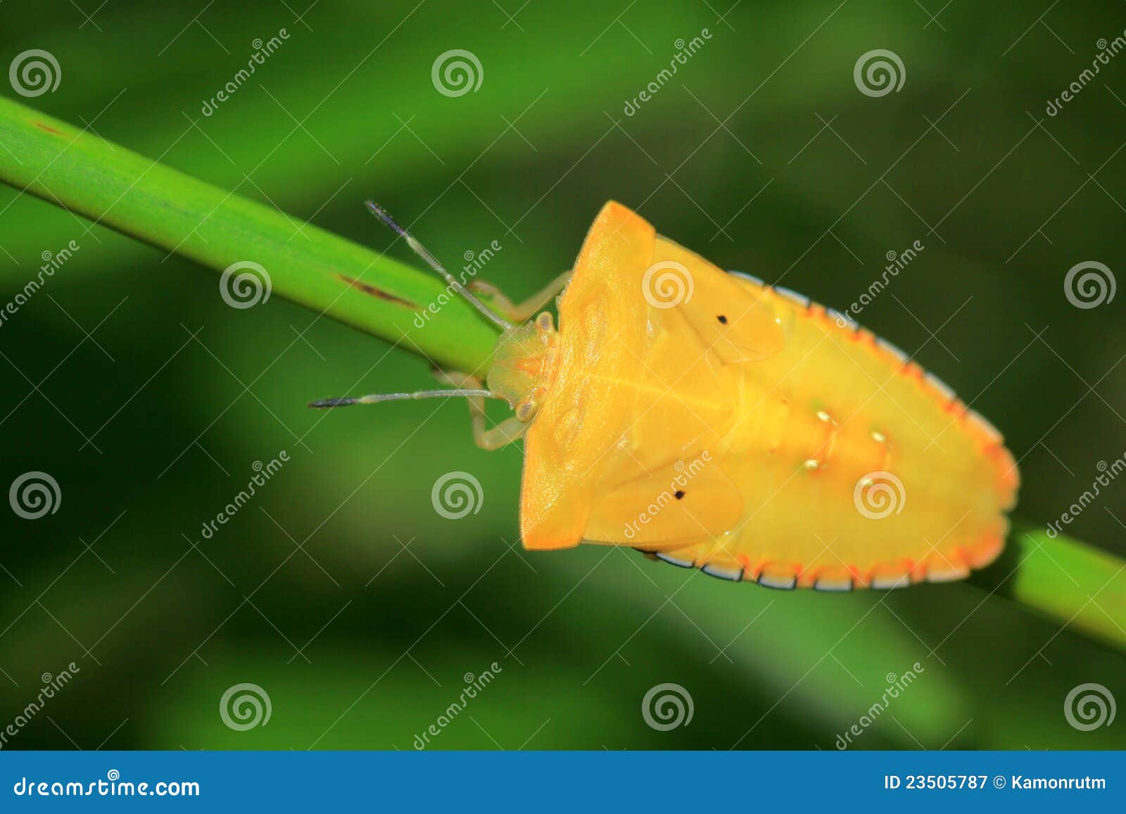 Insect Mass In Asia Stock Image Image Of Insect Mustache 23505787