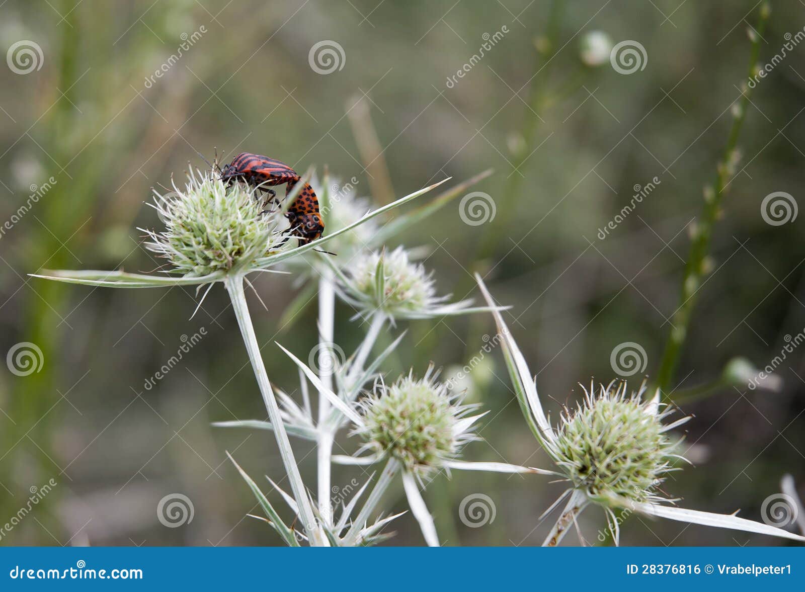 Insect mating stock photo. Image of bugs, plant, macro - 28376816