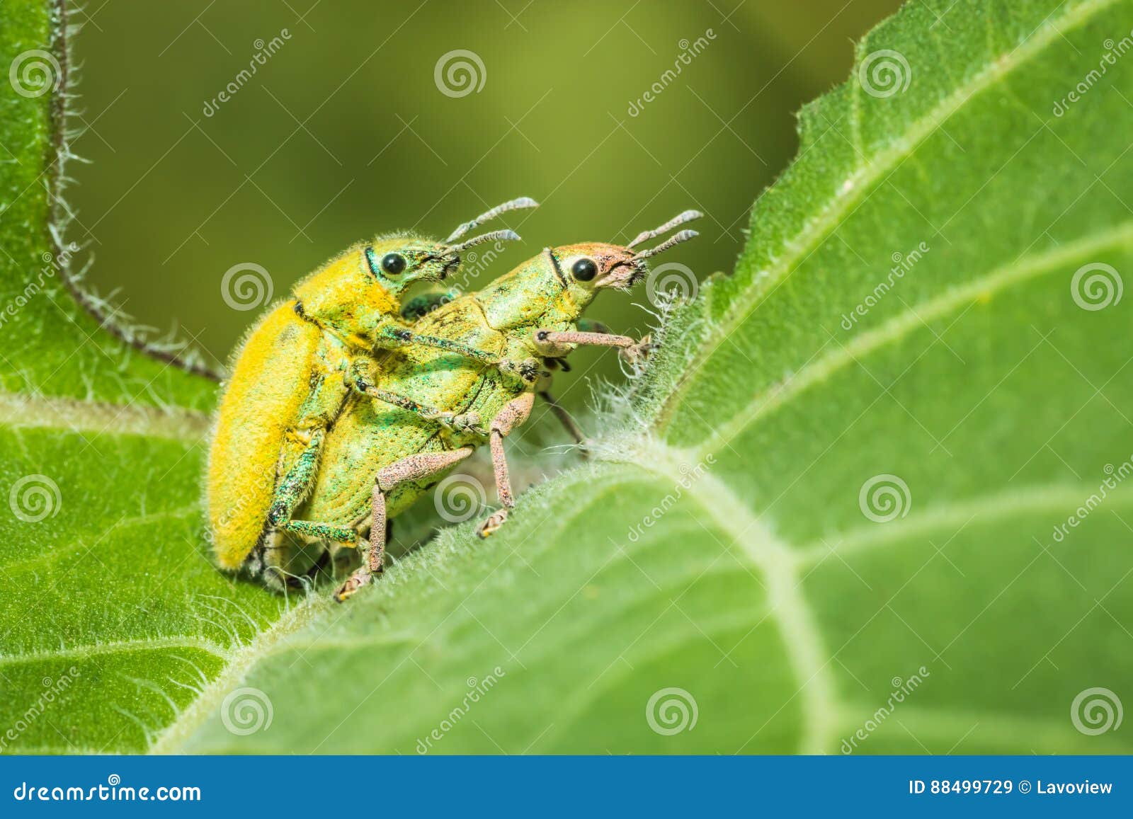 Insect Mating Royalty-Free Stock Photography | CartoonDealer.com #88499729