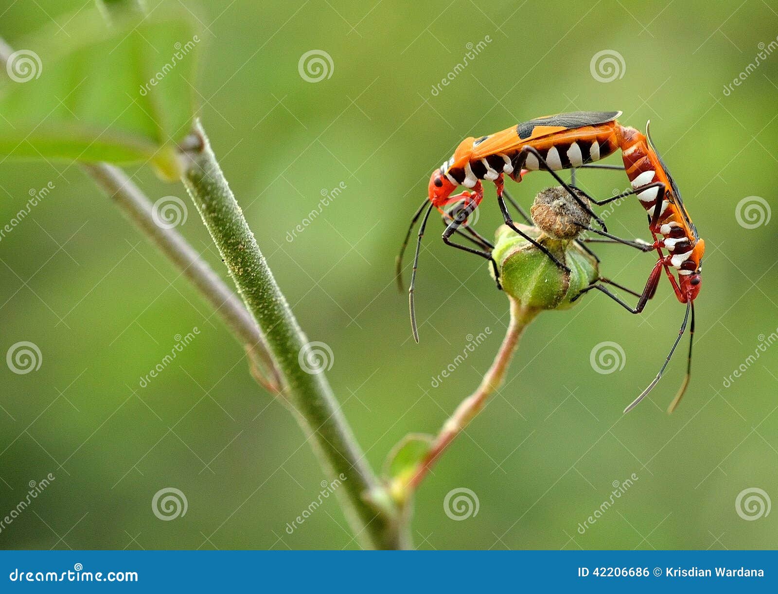 Insect Mating in the grass stock photo. Image of mating - 42206686