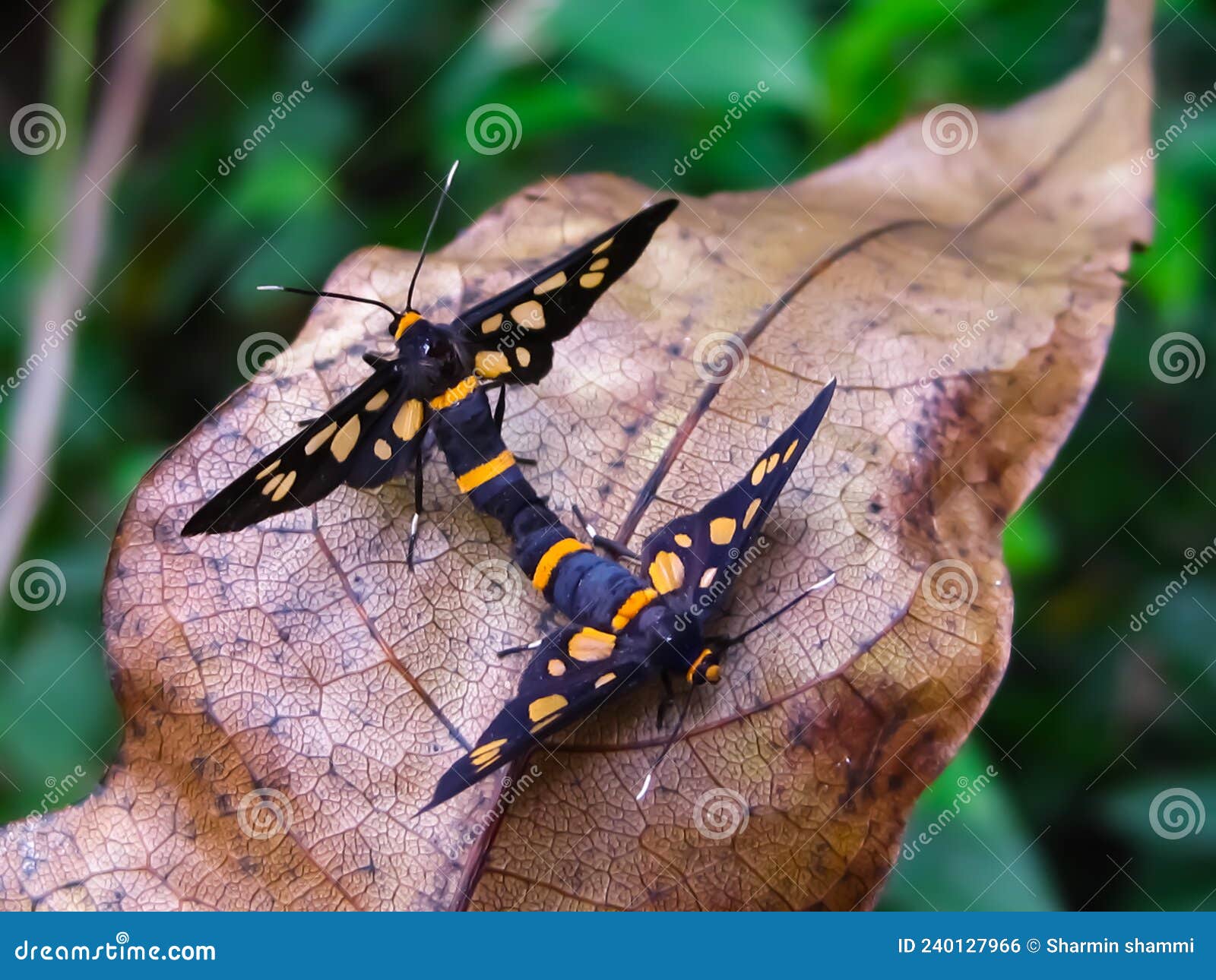 Insect mating moment stock photo. Image of green, yellow - 240127966