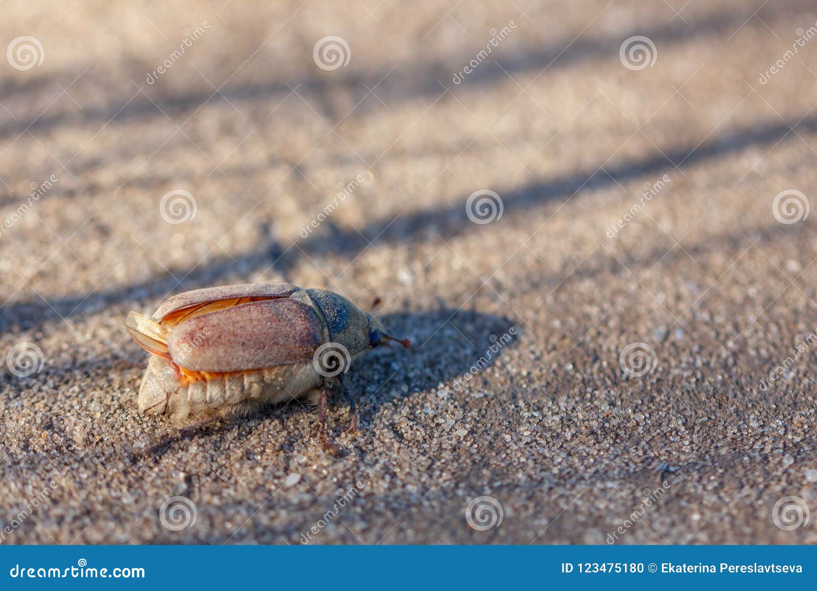 Insect May Beetle Crawling on the Ground Stock Photo - Image of green ...