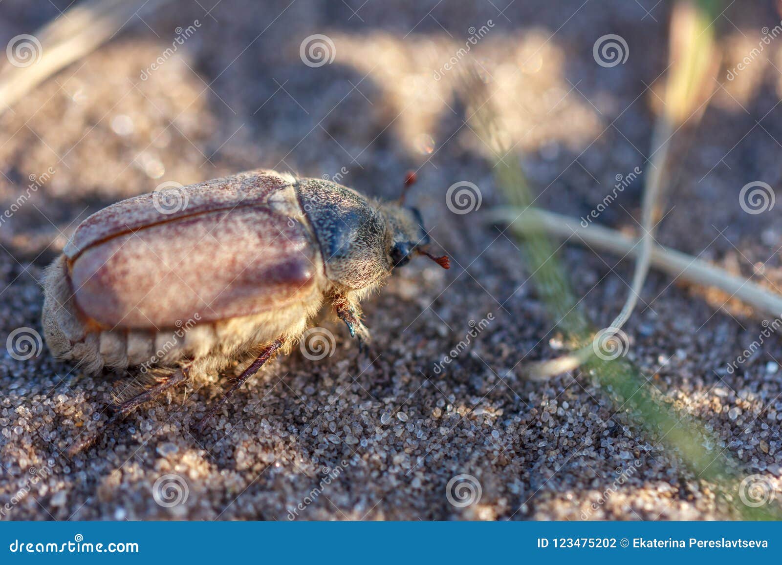 Insect May Beetle Crawling on the Ground Stock Photo - Image of june ...