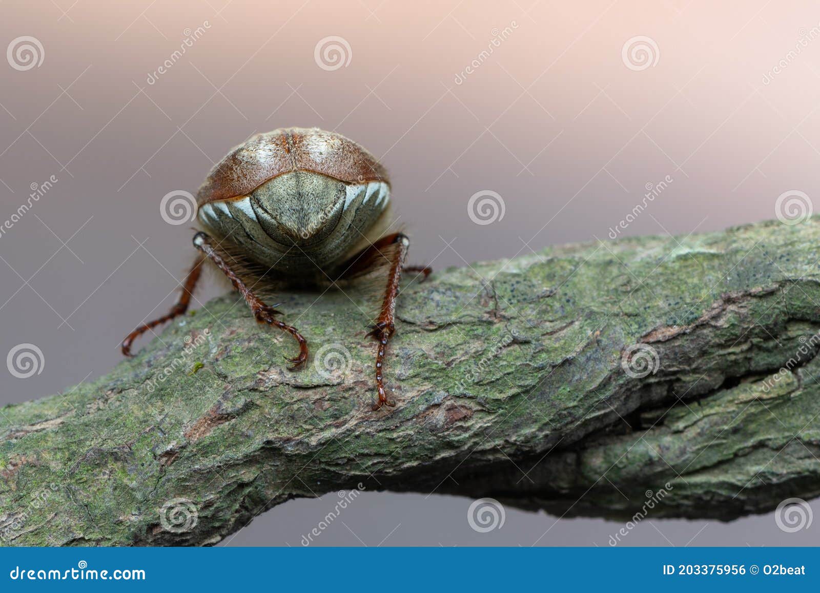 May Beetle - Melolontha Pectoralis Stock Photo - Image of predator ...